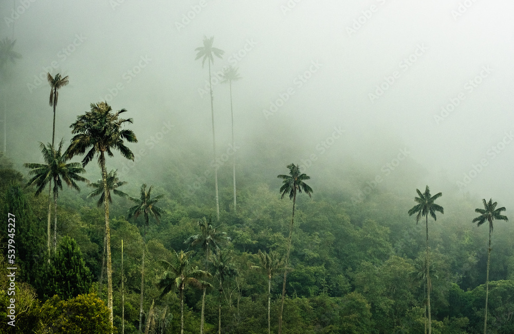 Palm Trees of Cocora Valley Clouds and Subtropical Andean Cordillera in ...