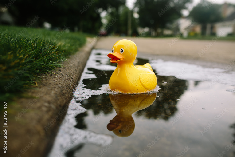 large yellow rubber duck floating in puddle Stock Photo | Adobe Stock