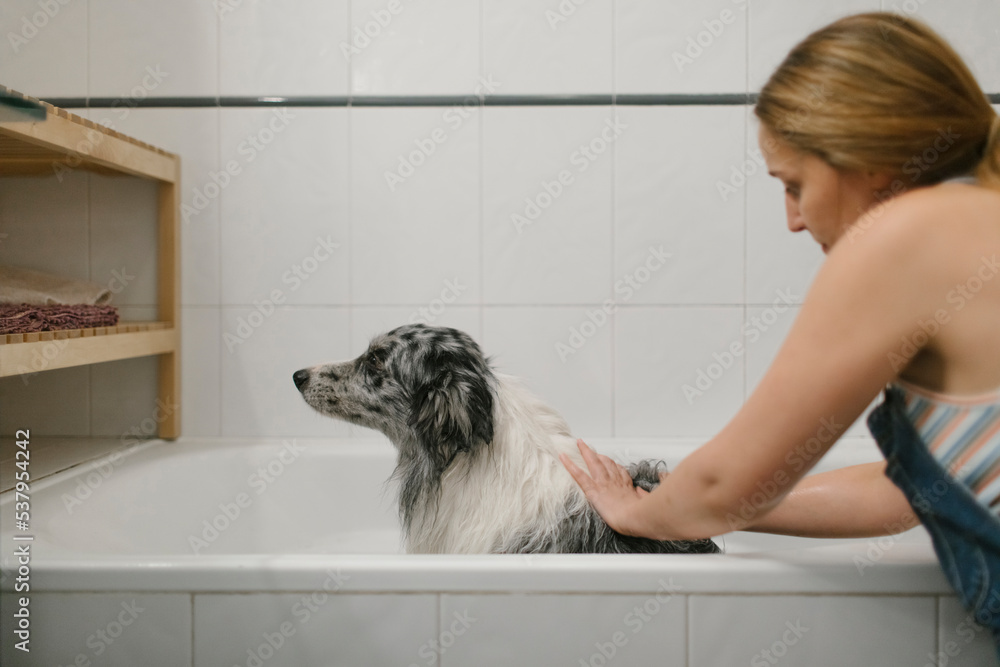Girl washing her dog Stock Photo | Adobe Stock