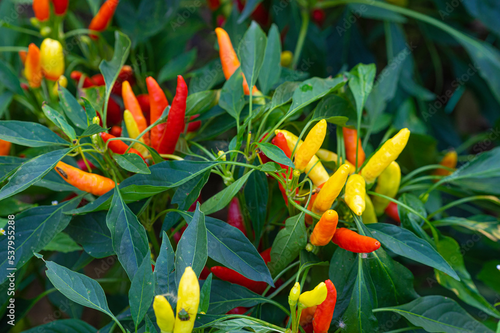 Peppers Stock Photo | Adobe Stock
