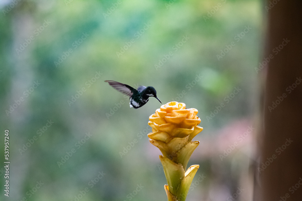 Colibríes de diversas especies pertenecientes al Chocó Andino de Mindo ...