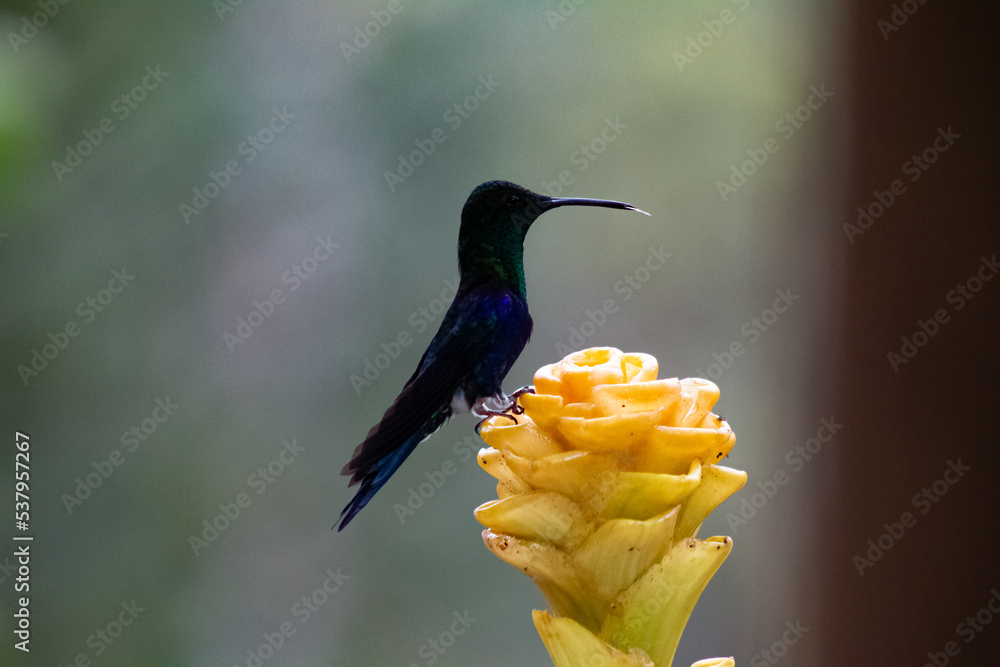 Colibríes de diversas especies pertenecientes al Chocó Andino de Mindo ...