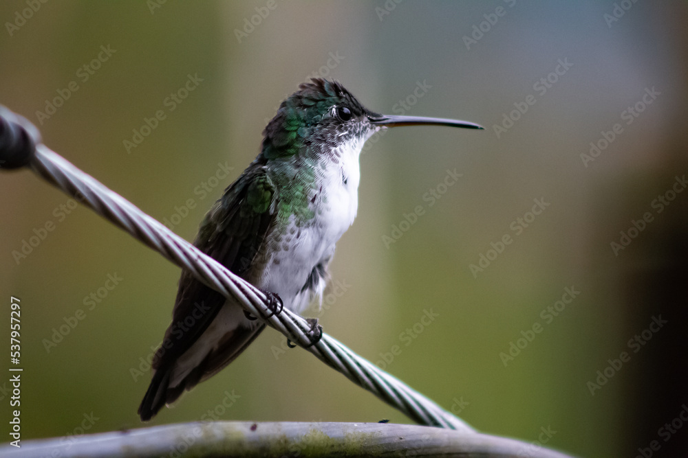 Colibríes de diversas especies pertenecientes al Chocó Andino de Mindo ...