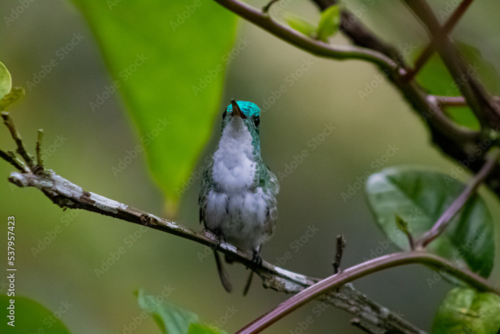Colibríes de diversas especies pertenecientes al Chocó Andino de Mindo ...