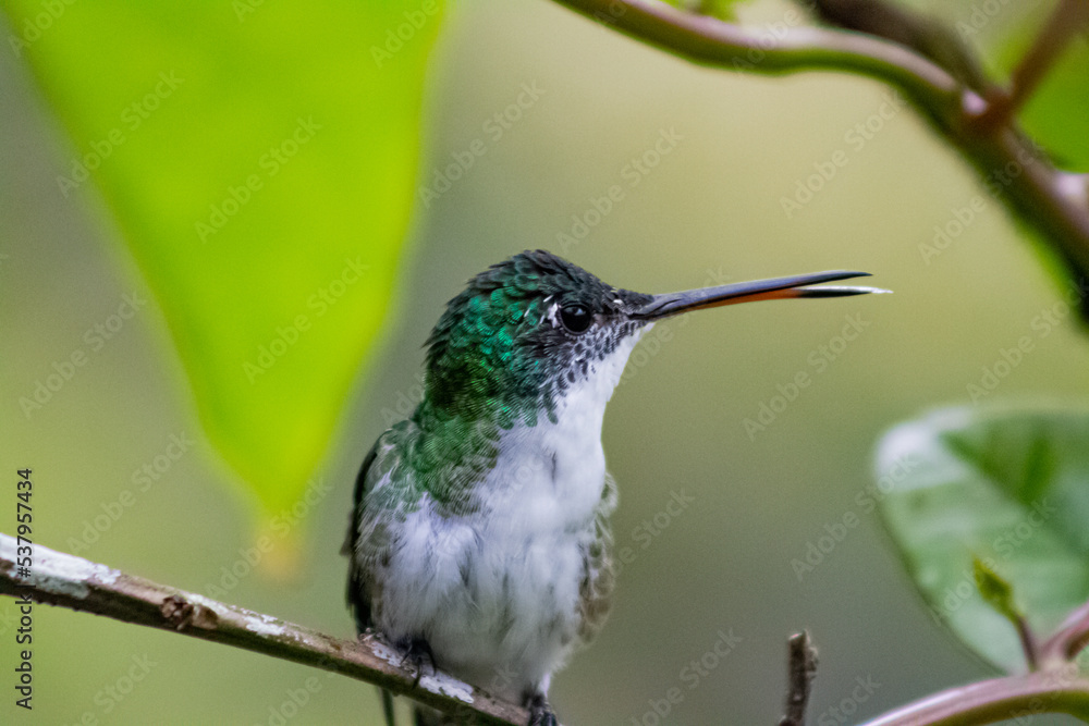 Colibríes de diversas especies pertenecientes al Chocó Andino de Mindo ...
