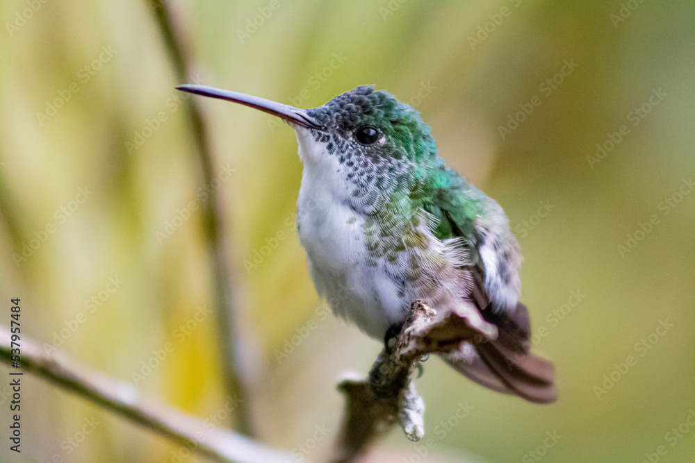 Colibríes de diversas especies pertenecientes al Chocó Andino de Mindo ...