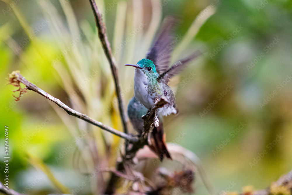 Colibríes de diversas especies pertenecientes al Chocó Andino de Mindo ...