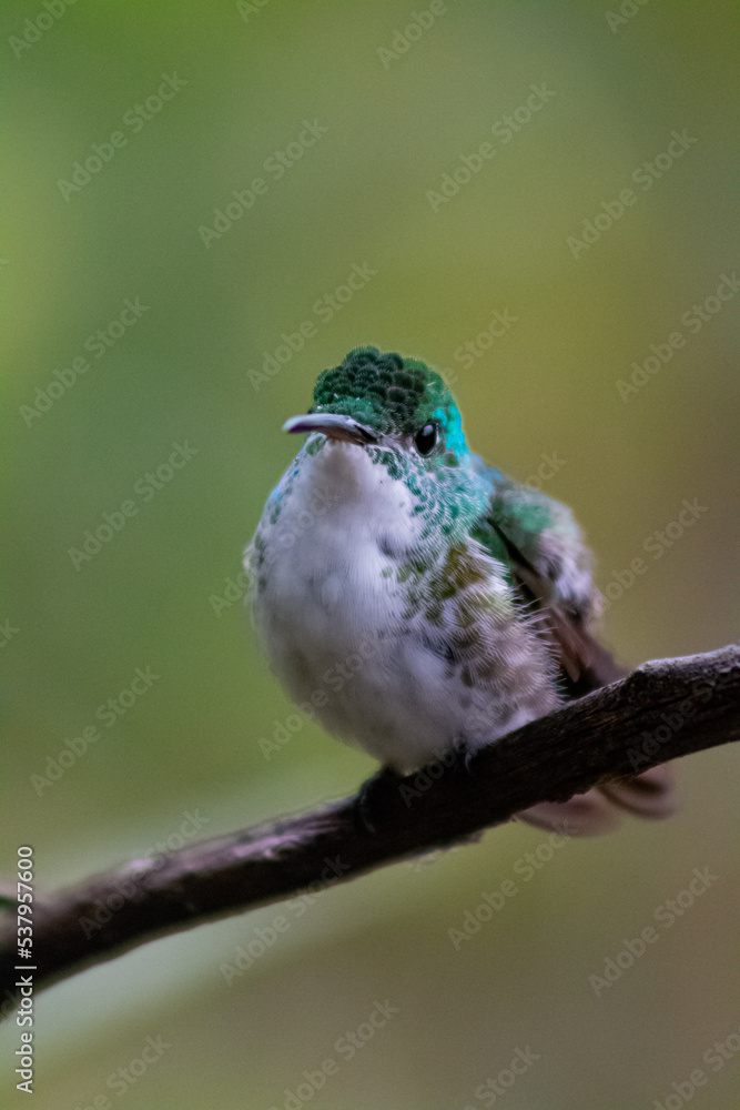 Colibríes de diversas especies pertenecientes al Chocó Andino de Mindo ...