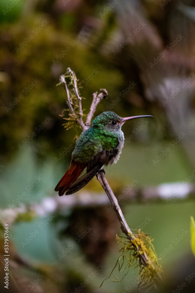 Colibríes de diversas especies pertenecientes al Chocó Andino de Mindo ...