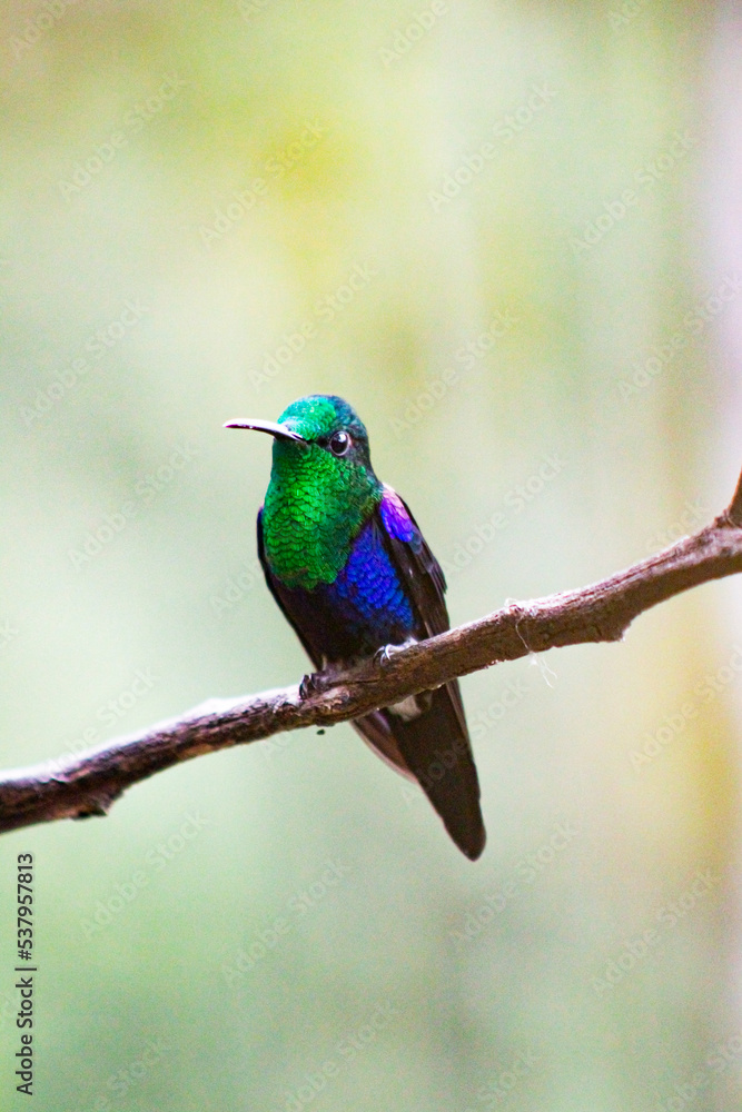 Colibríes de diversas especies pertenecientes al Chocó Andino de Mindo ...
