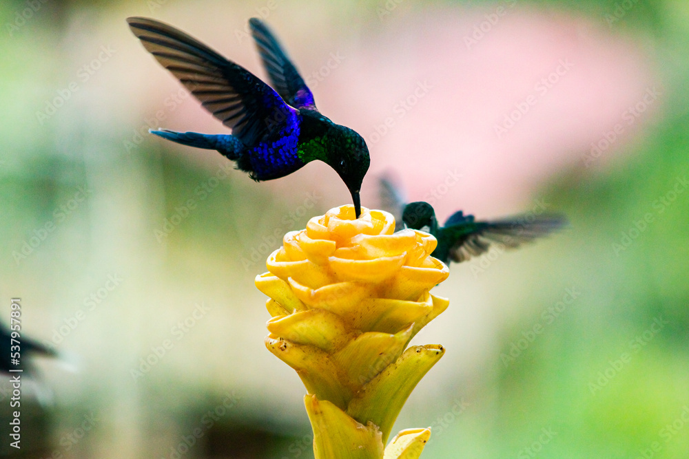 Colibríes de diversas especies pertenecientes al Chocó Andino de Mindo ...