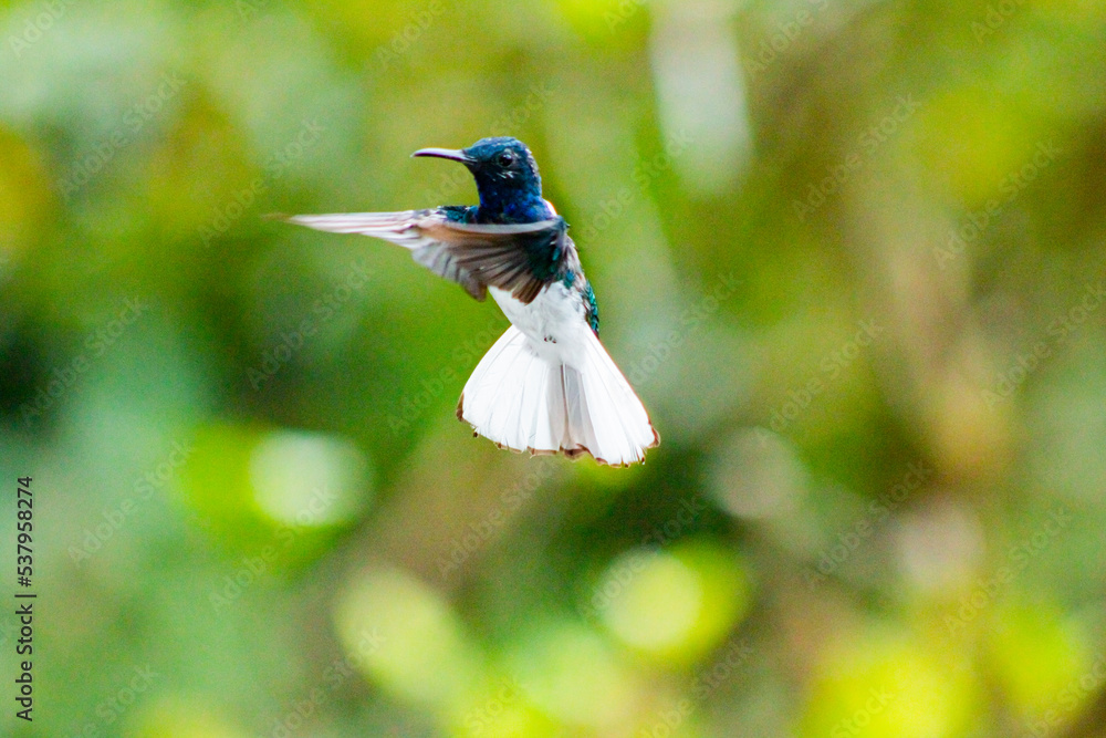 Colibríes de diversas especies pertenecientes al Chocó Andino de Mindo ...