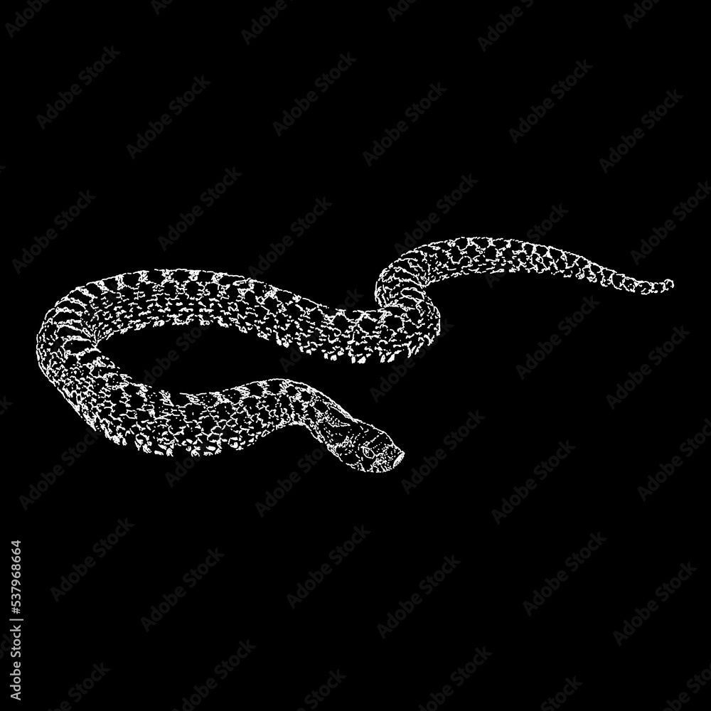 Western Hognose Snake hand drawing. Vector illustration isolated on ...