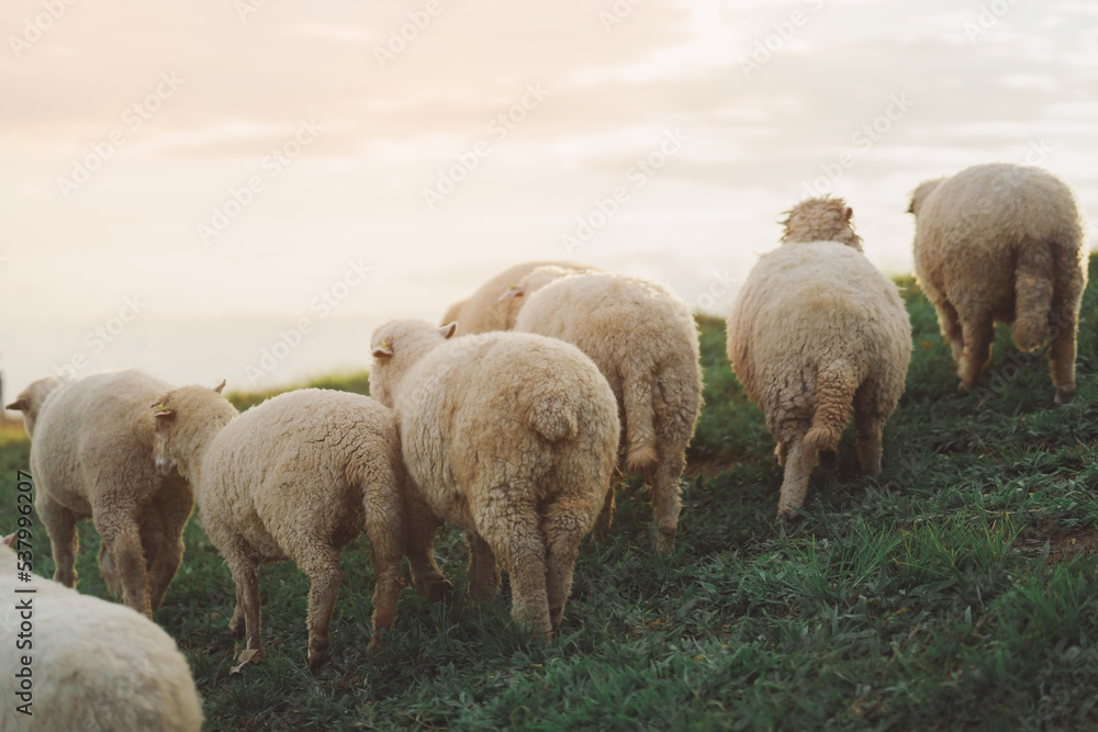 Back side group of white sheep eating or walking or running at the lawn ...