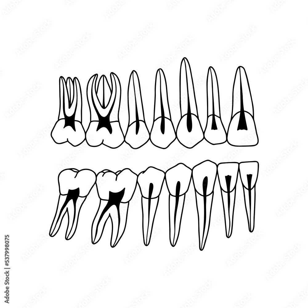 Cross-section of human teeth showing nerves. Outline, anatomical, hand ...
