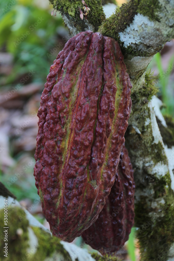 Fotografía de una mazorca de cacao totalmente sana en su árbol Stock ...
