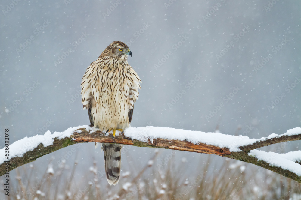 Birds of prey Goshawk Accipiter gentilis juvenile bird hunting time ...