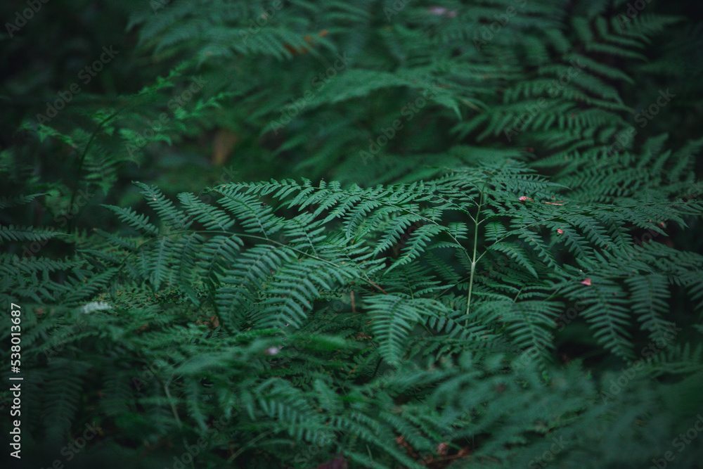 Leaves of a natural, green fern close-up, selective, blurred focus ...