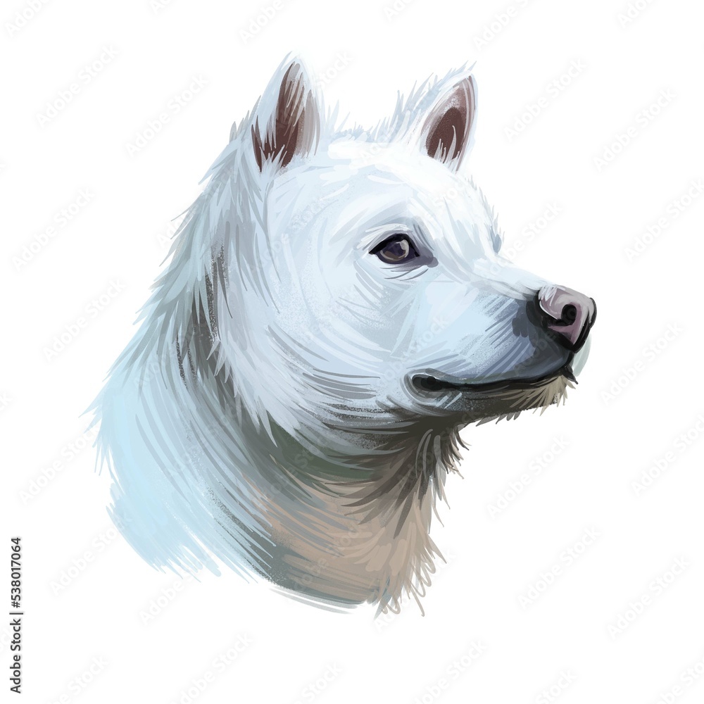 Kishu Ken, Kishu-Ken, Kishu-Inu, Kishu dog digital art illustration ...
