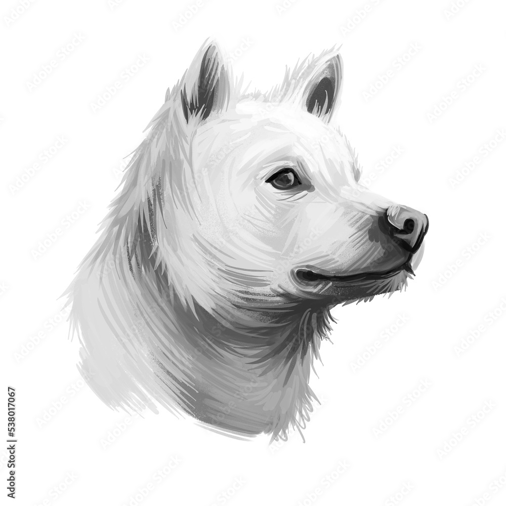 Kishu Ken, Kishu-Ken, Kishu-Inu, Kishu dog digital art illustration ...