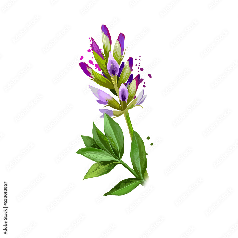 Yashtimadhu - Glycyrrhiza glabra ayurvedic herb, blossom. digital art ...