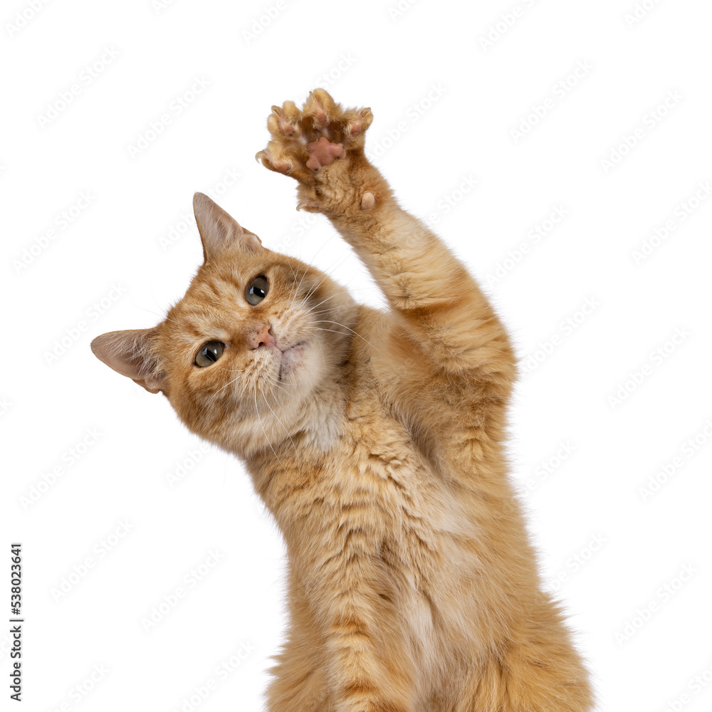 Funny head shot of adult sweet red house cat, sitting up facing front ...