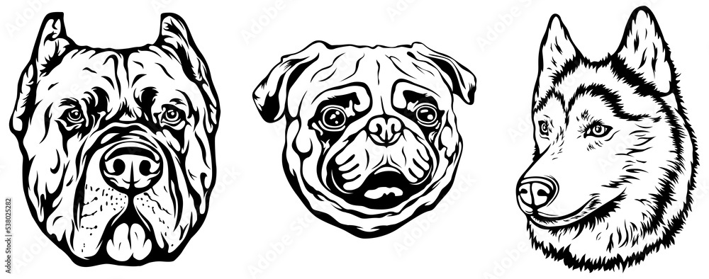 Hand drawn face of dogs. Black and white png illustration mascot art ...