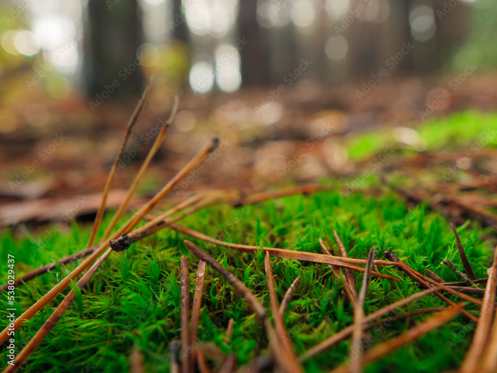 moss podium in natural green background for empty show for packaging ...