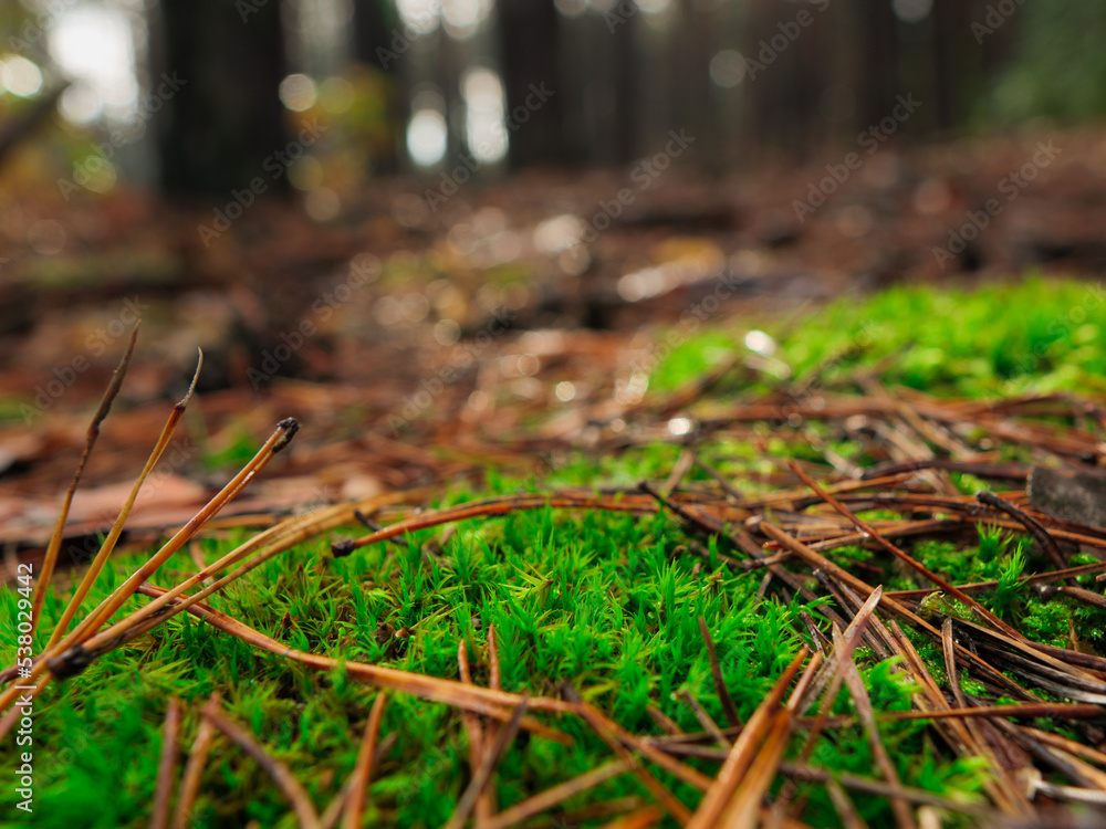 moss podium in natural green background for empty show for packaging ...