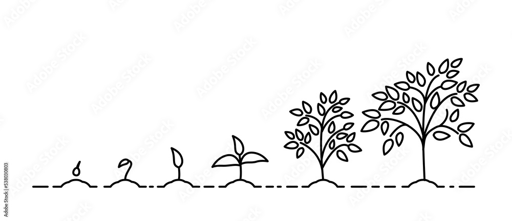 growth stages of a tree from a green leaf to a natural plant. Concept ...