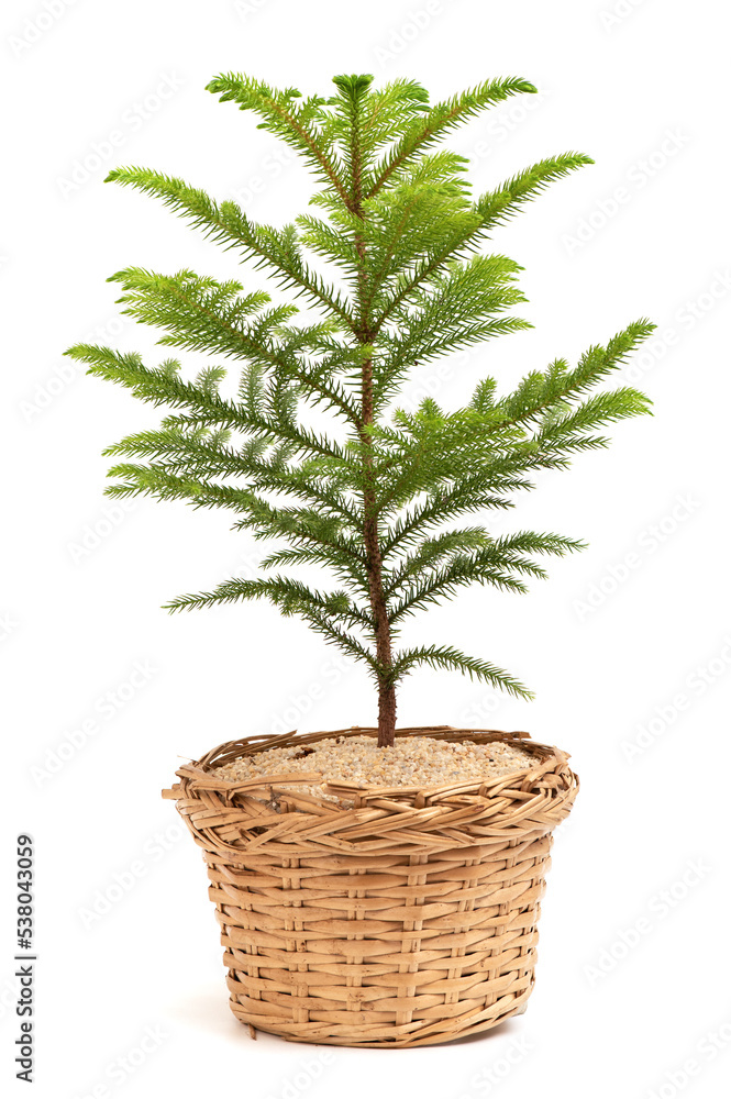Araucaria heterophylla tree isolated on white background. Stock Photo ...