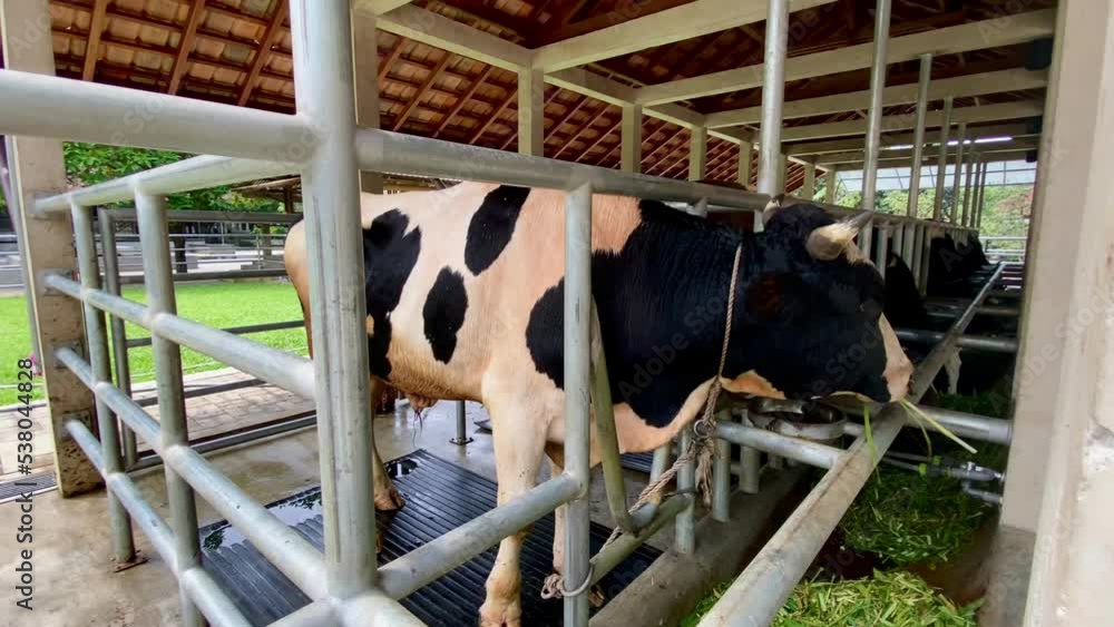 dairy milk cow eating grass and drink water in the barn. healthy cow ...