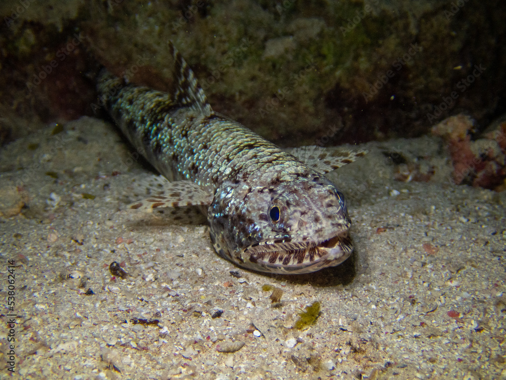 Lizard fish portrait in Red sea Stock Photo | Adobe Stock