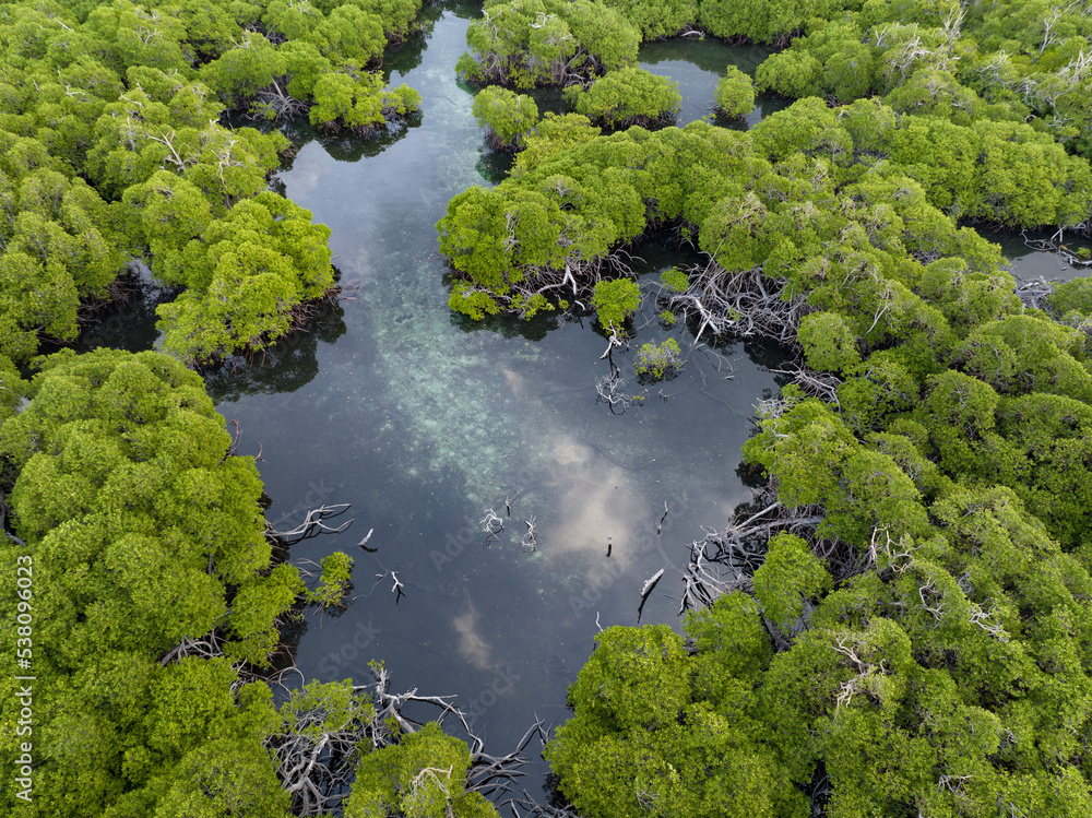 An extensive mangrove forest thrives off the coast of Flores, Indonesia ...