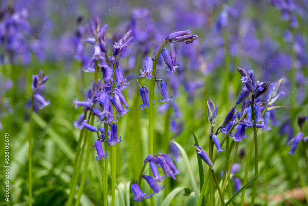 Beautiful bluebells a symbol of humility constancy gratitude and ...