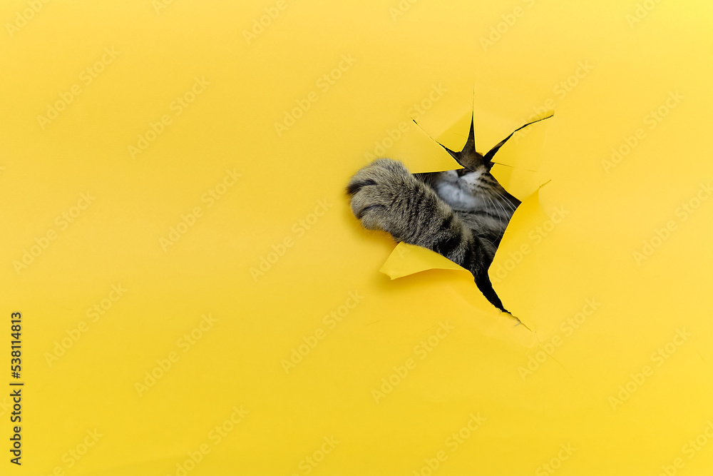 Funny gray domestic kitten paws peeking out of a torn paper hole ...