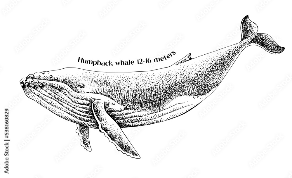 Humpback Whale Vector