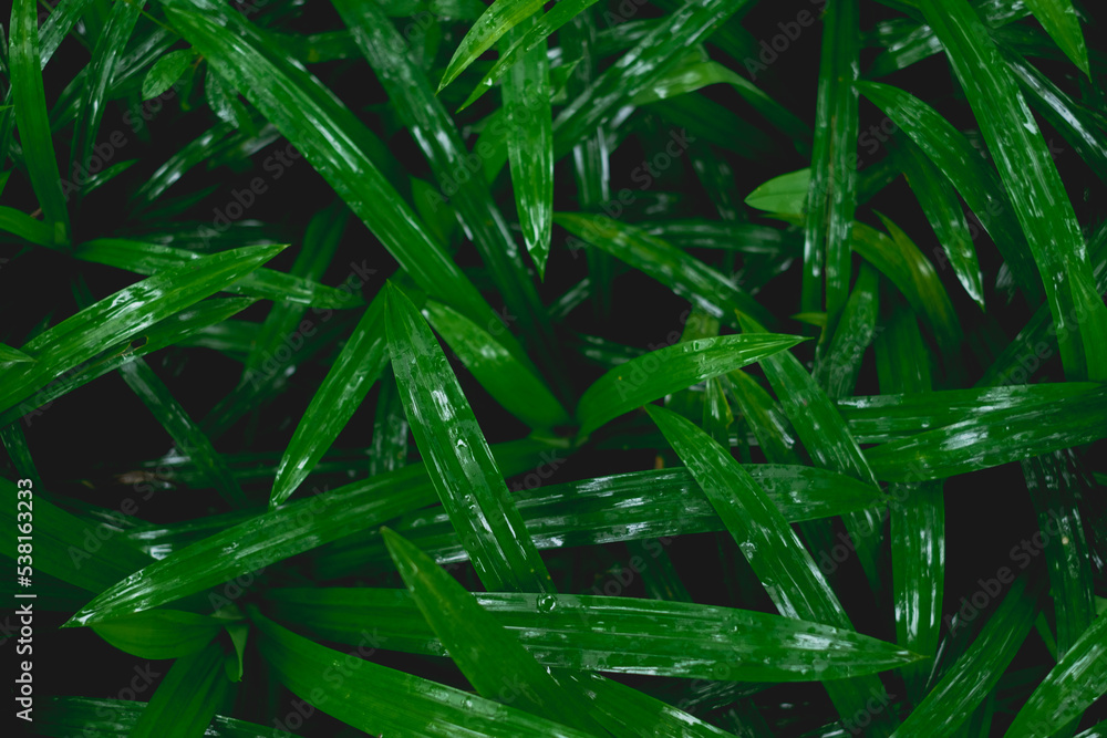 Pandan leaves in dark green with wet texture, abstract pattern nature ...