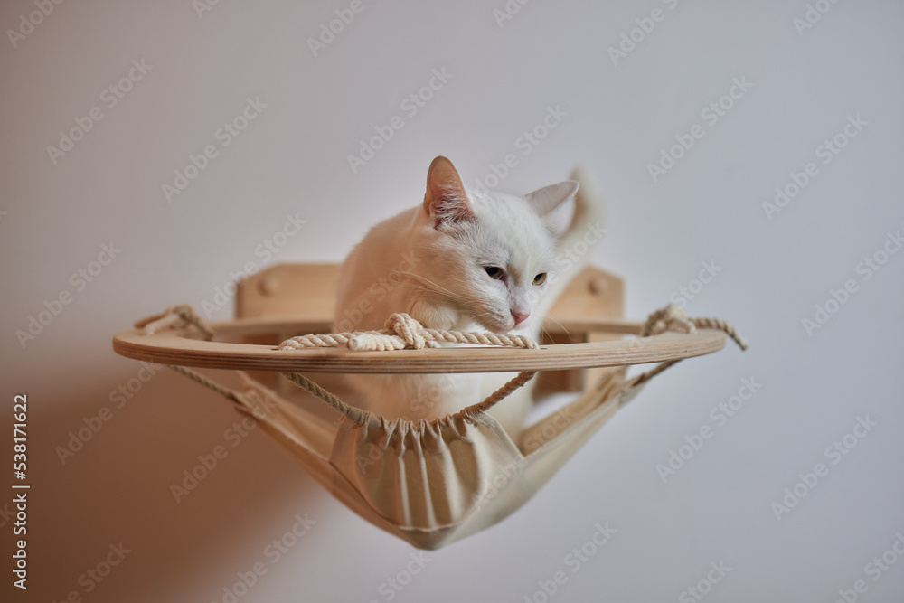 Cat scratching post wall mounted in modern room for pet on white wall ...