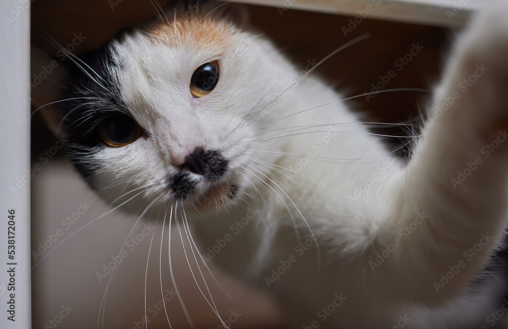 Poster Cat with a face like Adolf Hitler. – Wall Art | UkPosters