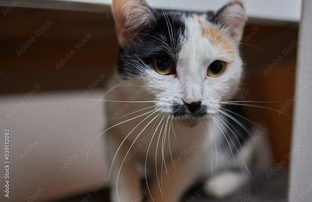 Poster Cat with a face like Adolf Hitler. – Muurposter | Europosters