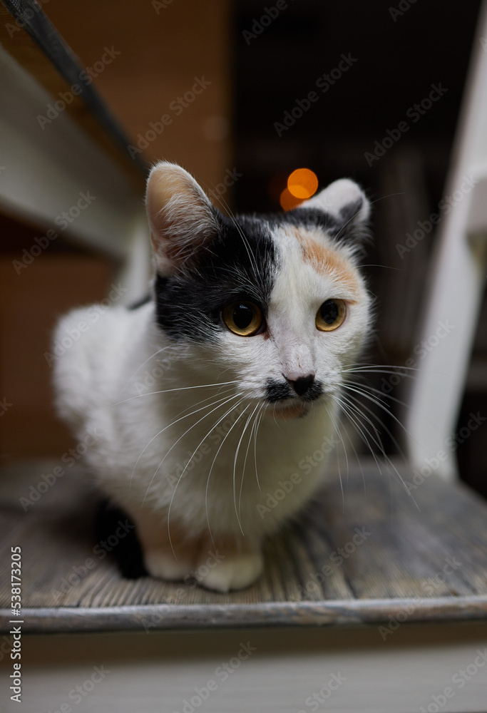 Cat with a face like Adolf Hitler. Stock Photo | Adobe Stock