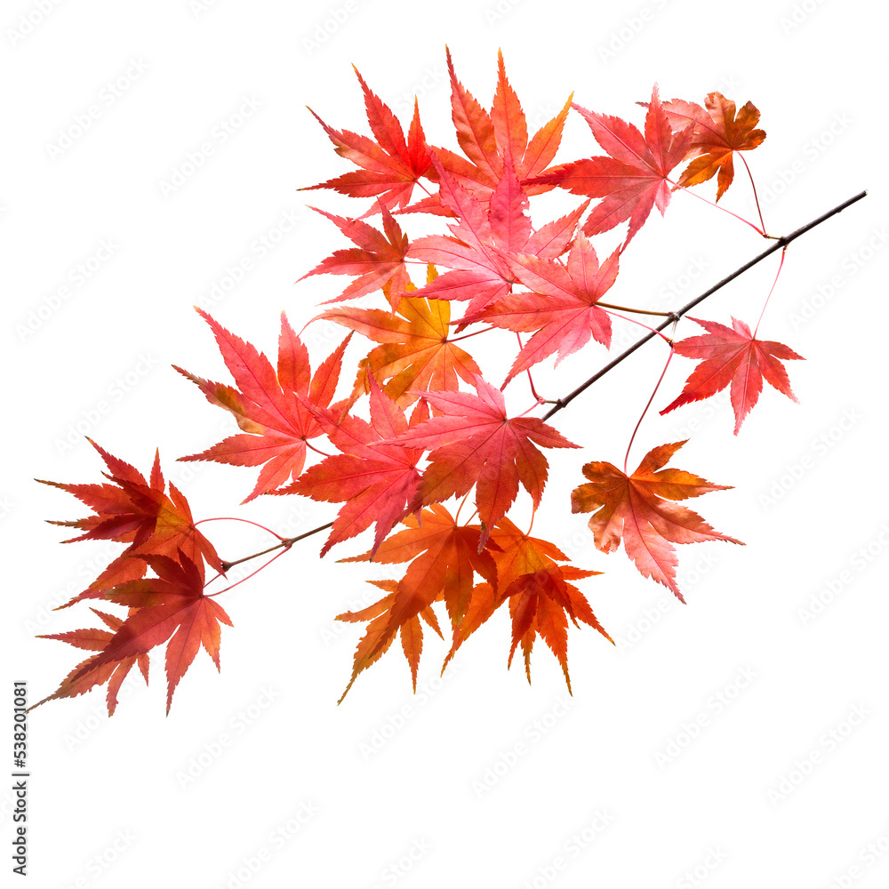 Autumn tree branch Photo Overlays, Autumn Foliage leaves Photoshop ...