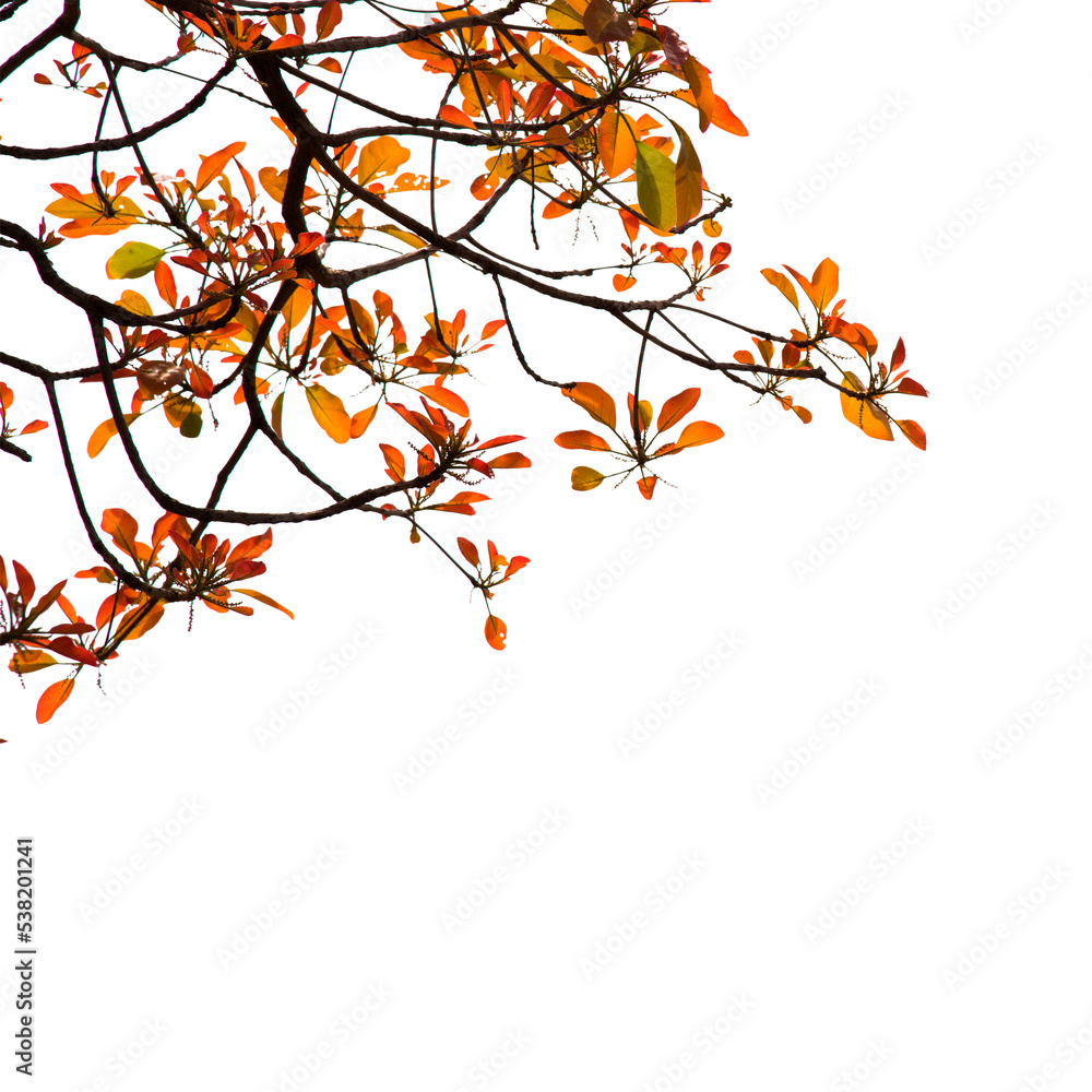 Autumn tree branch Photo Overlays, Autumn Foliage leaves Photoshop ...