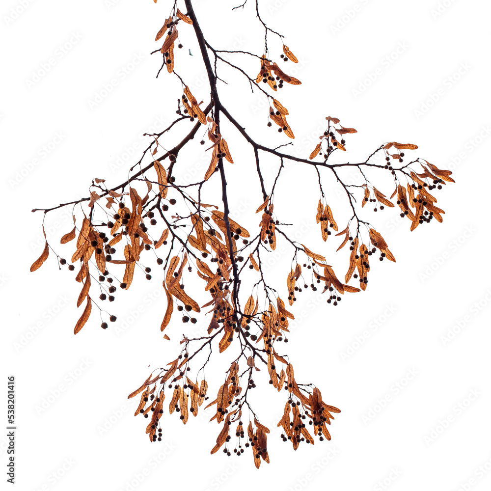 Autumn tree branch Photo Overlays, Autumn Foliage leaves Photoshop ...