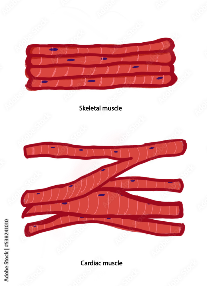 Muscle type. Skeletal and Cardiac fiber muscle illustration Stock ...