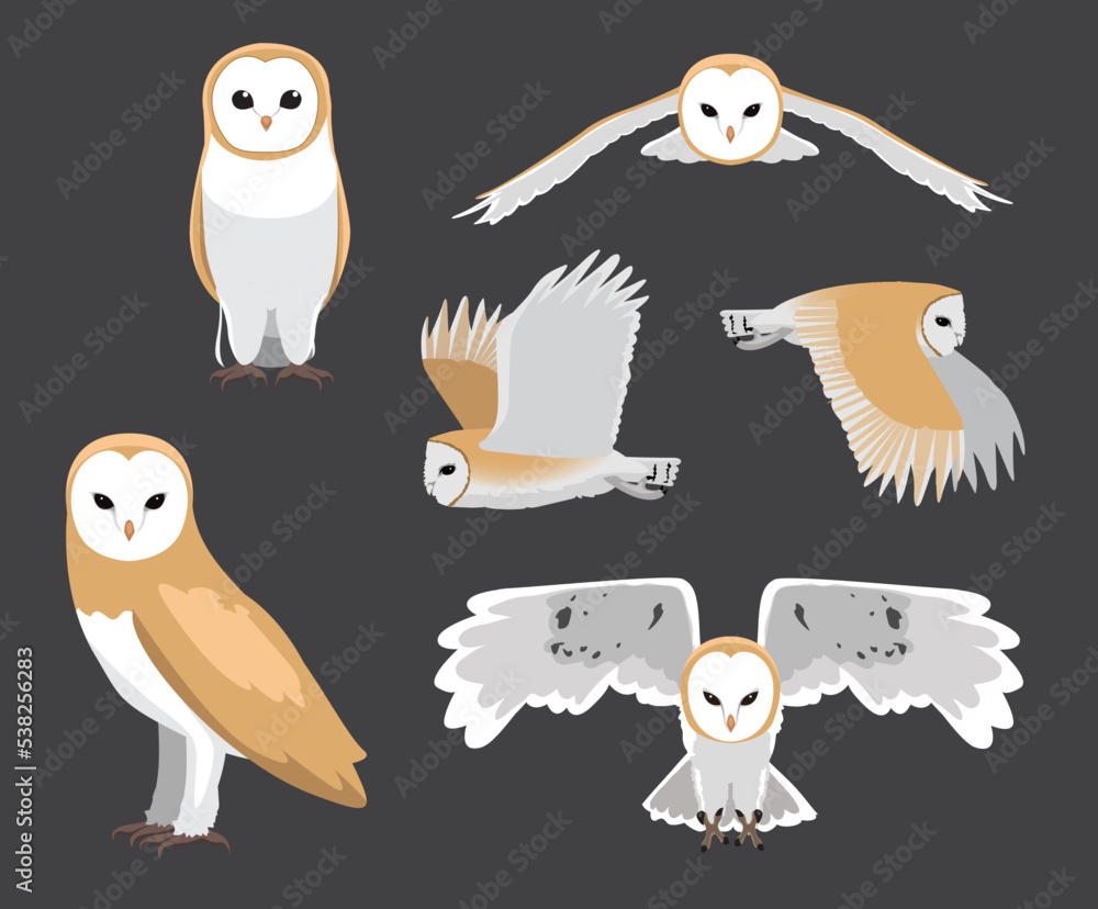 Barn Owl Various Poses Flying Cartoon Vector Stock Vector | Adobe Stock