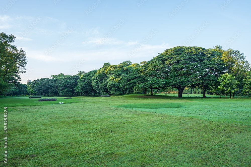 Beautiful big tree with green grass field and blue sky in public park ...