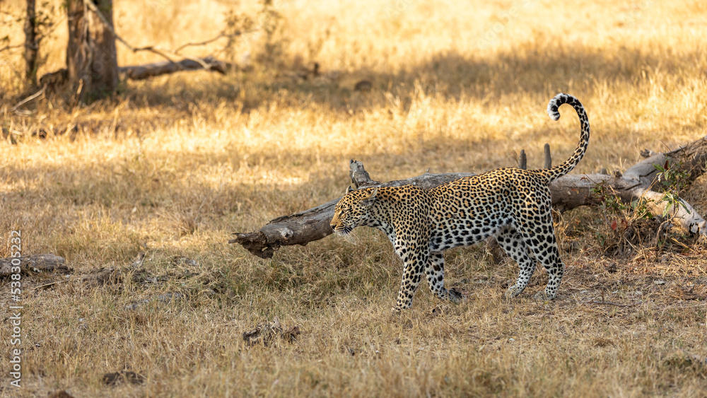Male leopard ( Panthera Pardus) marking territory, Sabi Sands Game ...