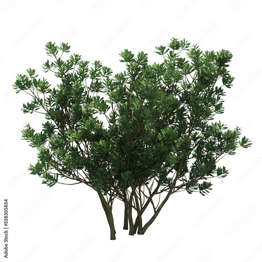 bush isolate on a transparent background, 3D illustration, cg render ...